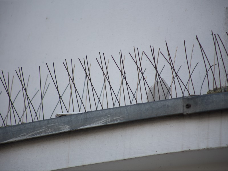 The Ultimate Guide to Bird Spikes – Wellingworth.com Limited