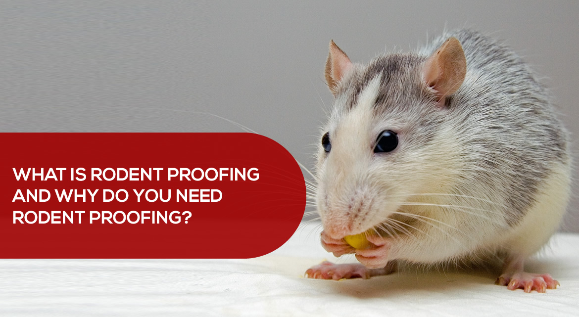 What is rodent proofing and why do you need rodent proofing ...