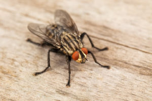 How to get rid of blue bottle flies in house?