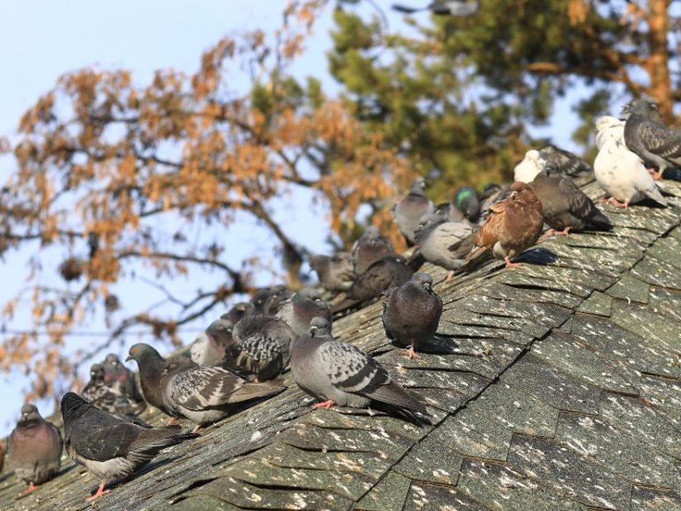 Pigeon Repellent Guide - Guide for Pest Control Worldwide - Pest ...