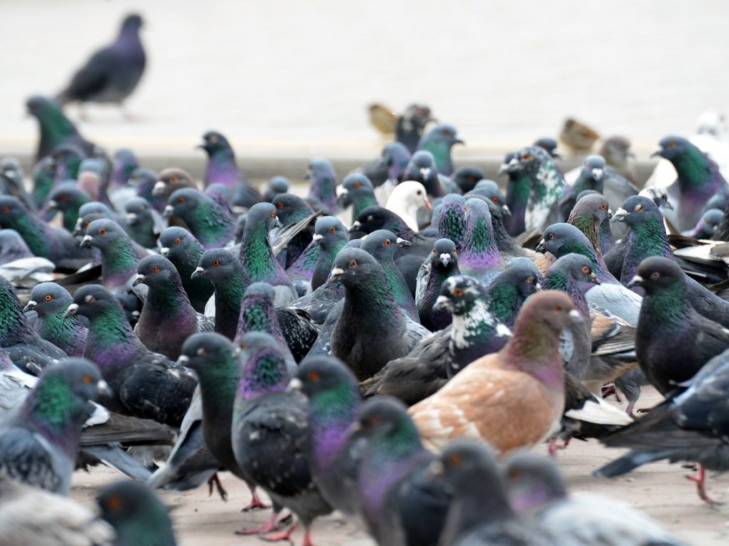 Pigeon Repellent Guide - Guide for Pest Control Worldwide - Pest ...