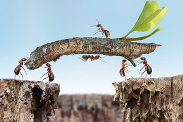 Ways to get rid of ants | Best Ant Traps