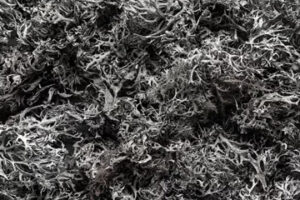 How to Use Steel Wool for Pest Control - Pest Control Worldwide - A ...